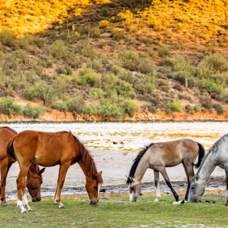 Top 3 Places to See Salt River Wild Horses in Arizona - Arizona